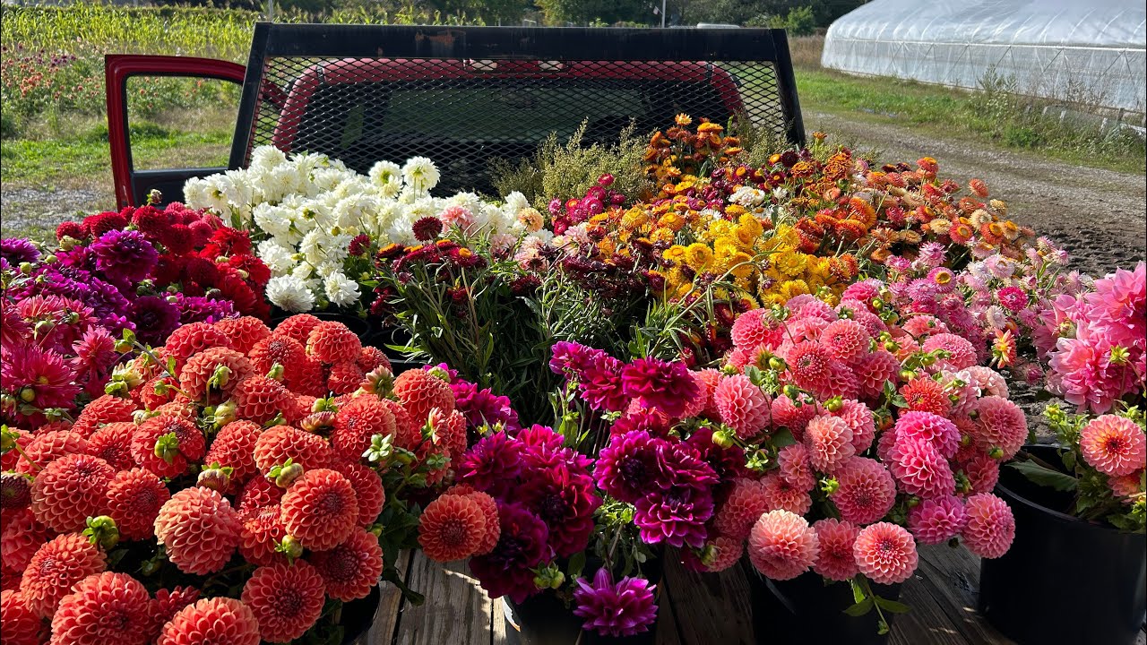 Full bloom dahlia fields, headed into frost - YouTube