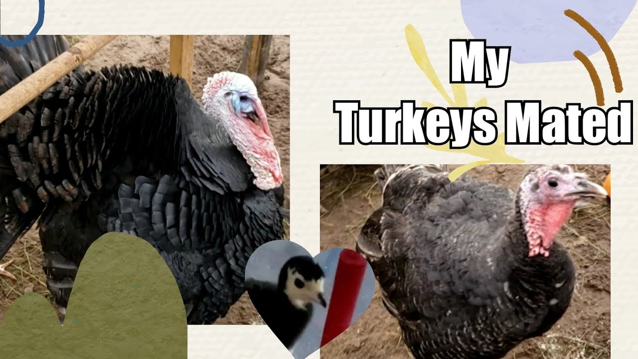 Surprising facts about turkeys you never knew #turkeybreeding #turkey # ...