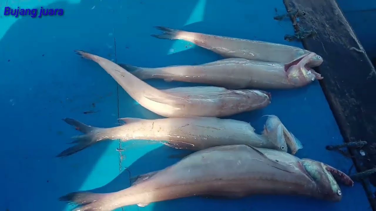 Menjaring ikan Lumi-Lumi Sangat Mahal Harganya Di Bulan Ramadhan - YouTube