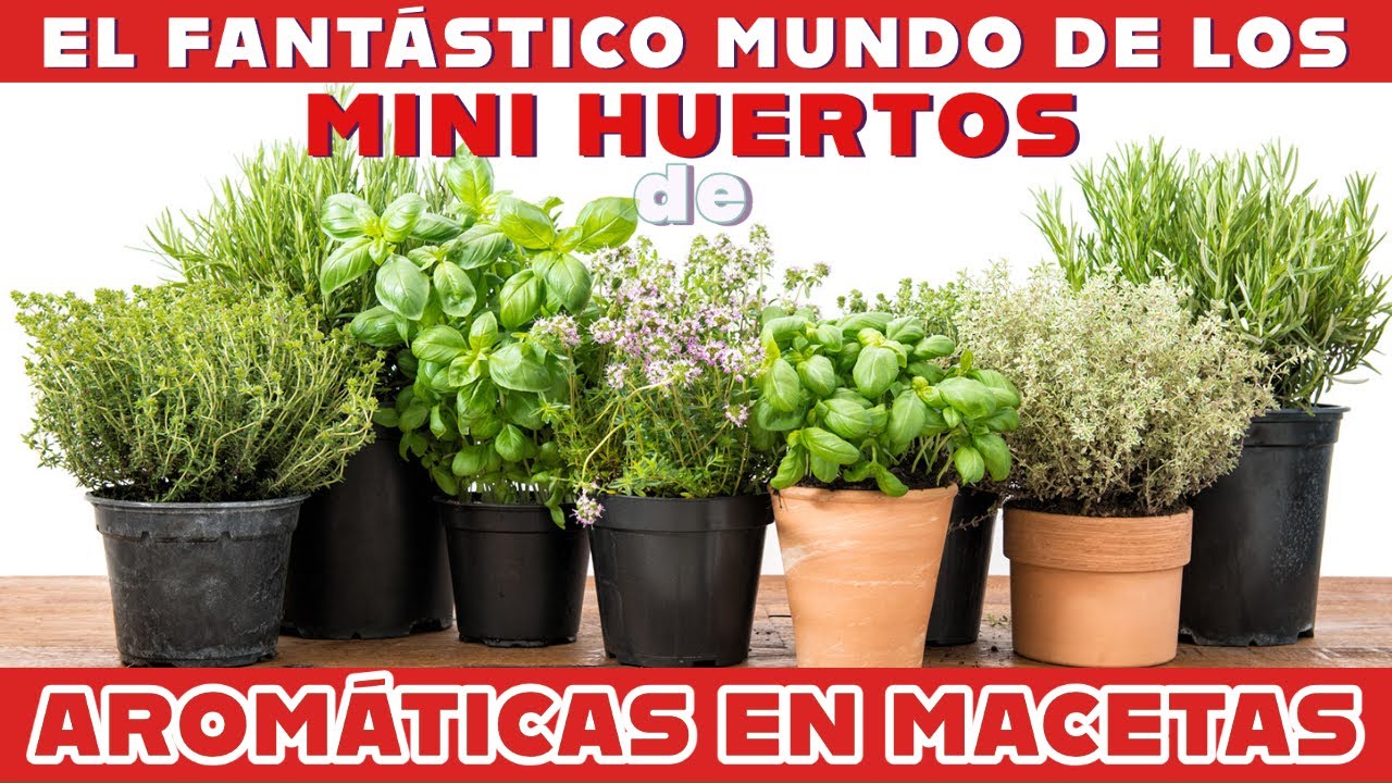 La mejor forma de cultivar aromáticas. Mini huertos de aromáticas en ...