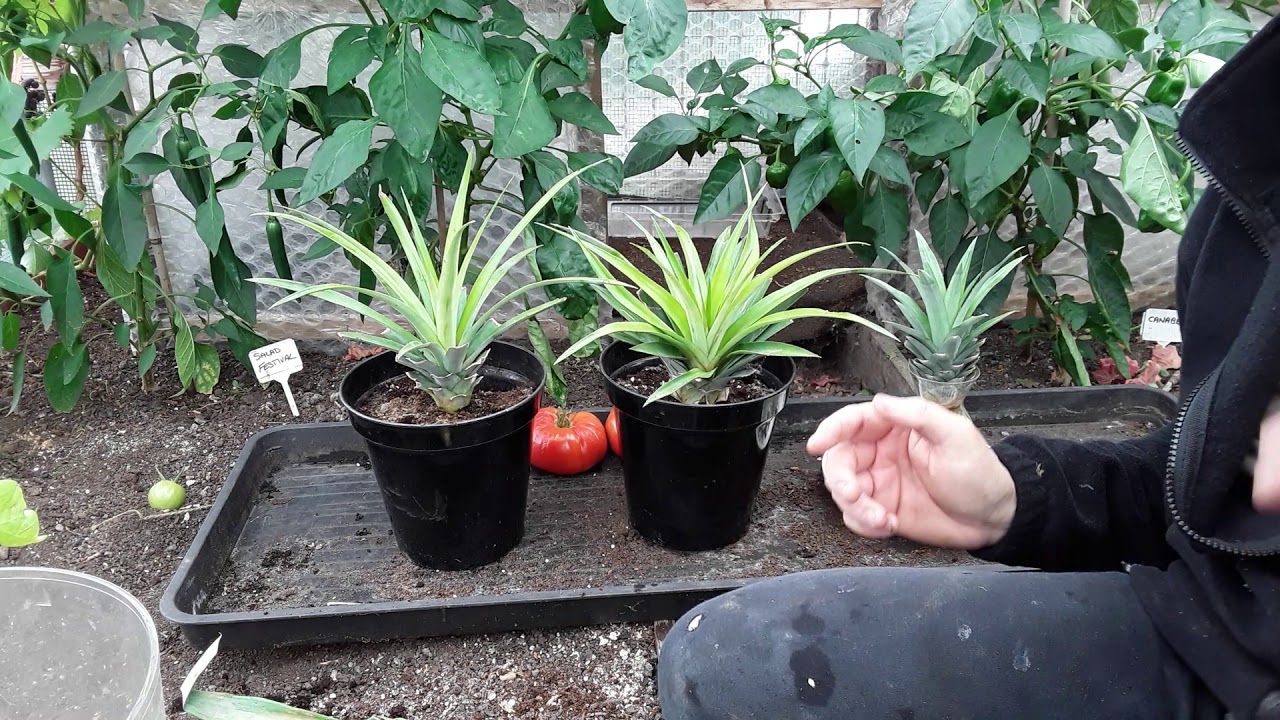 "Growing Pineapples In The UK" #PineappleChallenge & "First Harvest Of ...
