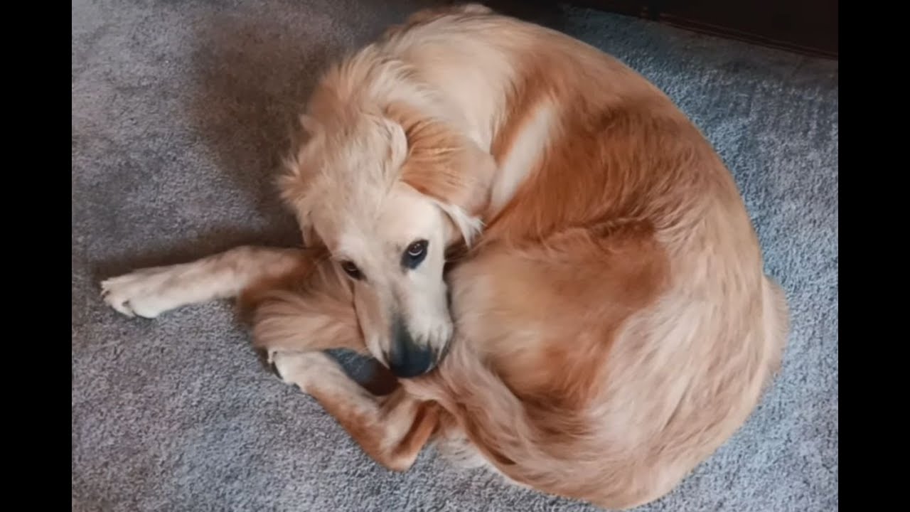 🐕 How to get Golden Retriever to chase his tail - YouTube