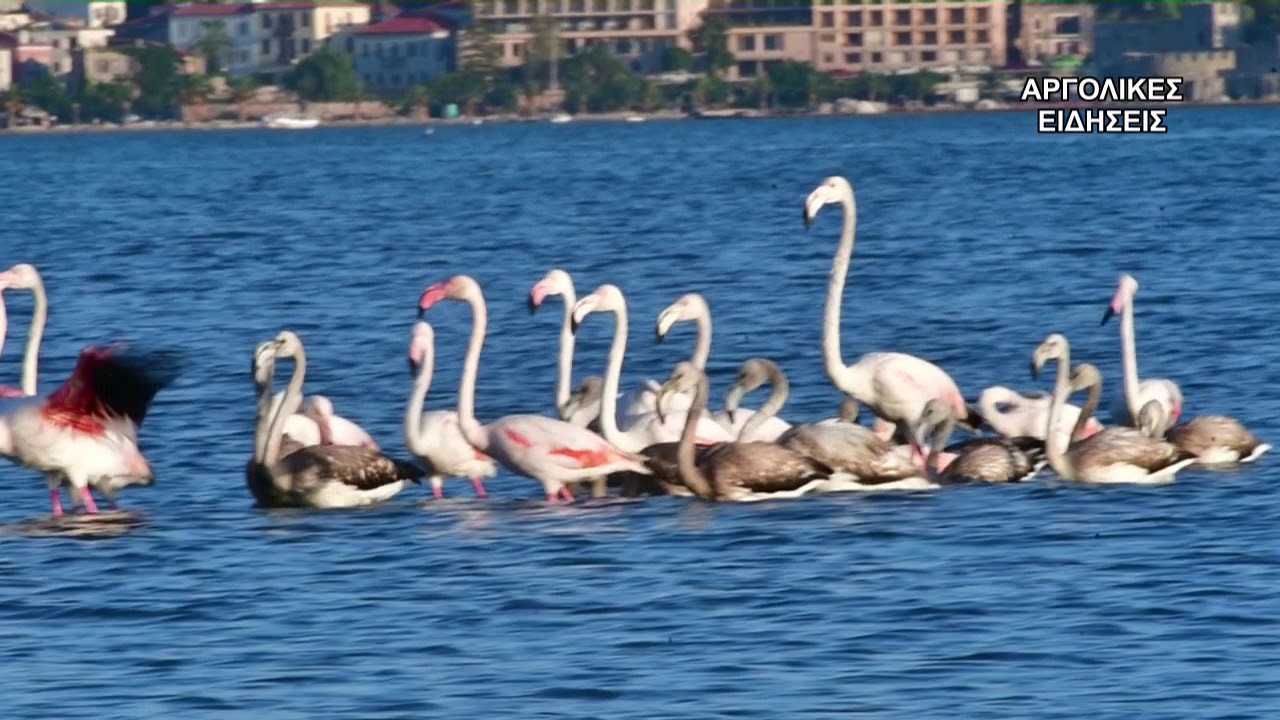 ΦΛΑΜΙΝΓΚΟ ΝΑΥΠΛΙΟ 20/8/2019 - YouTube