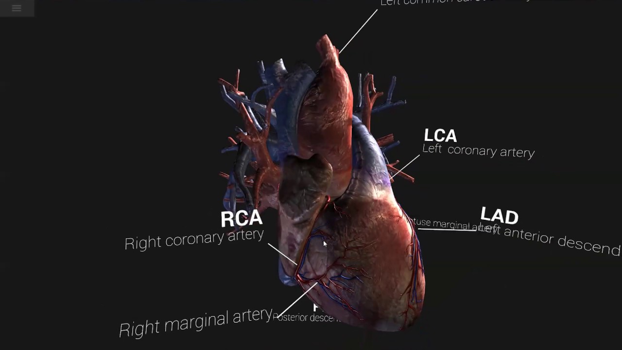 3D Interactive Heart Presentation - YouTube