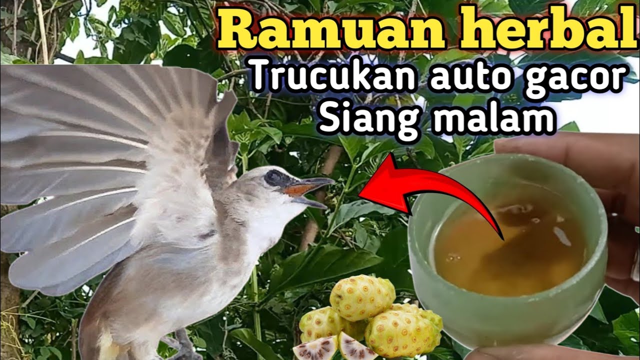 Cara meracik ramuan herbal untuk trucukan agar gacor siang malam - YouTube