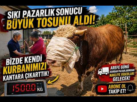 Kurban pazarlık - Kantar video - İstanbul kurban pazar - 2026 kurbanlık yeni - Nakliye - Kaçan