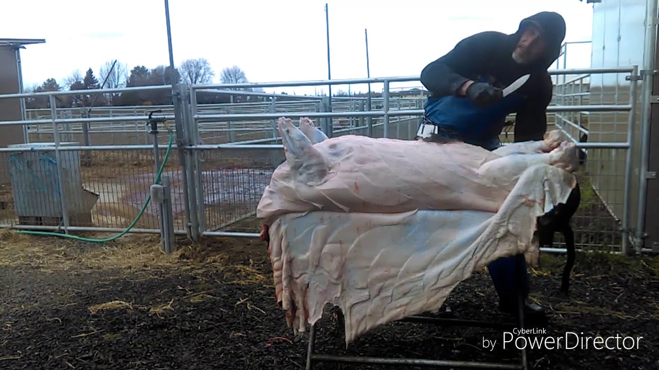 Skinning a hog on the farm - YouTube