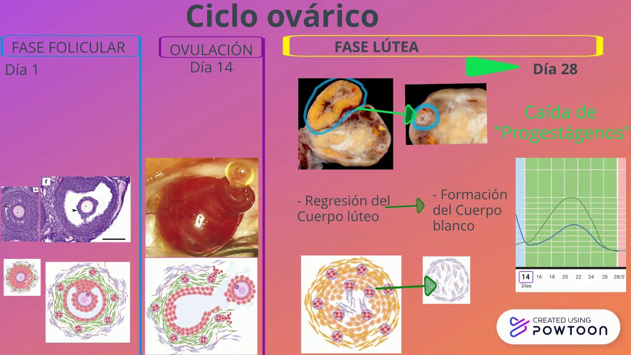 Ciclo sexual (1): C. ovárico, C. endometrial y C. cervical - YouTube