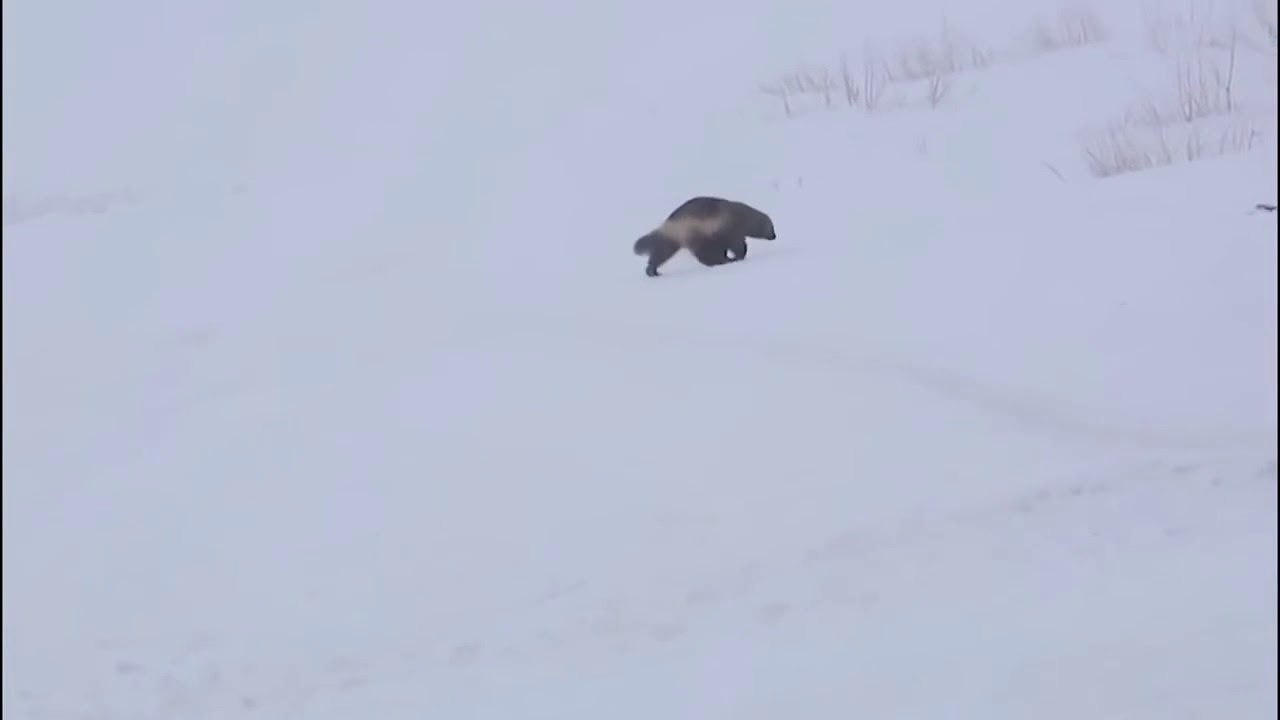 Dogs vs wolverine - YouTube