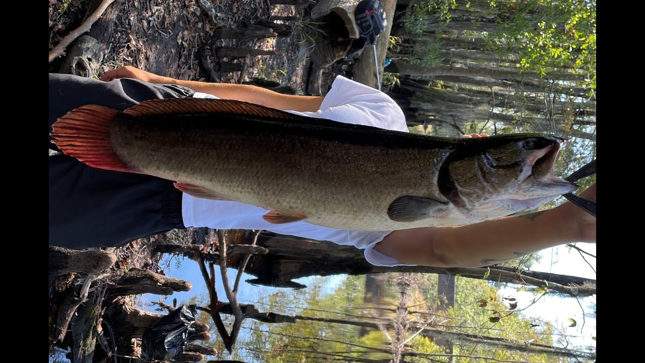 Bowfin fishing nasty waters of NC - YouTube