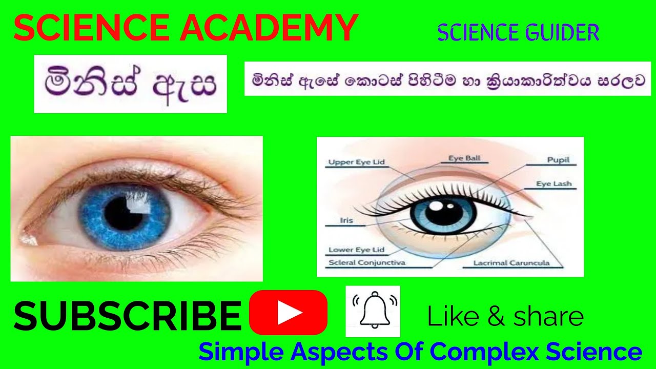 මිනිස් ඇස | human eye | ඇසේ කොටස් | part of human eye | Optical ...