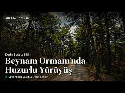 Beynam Ormanı'nda Huzurlu Yürüyüş 🌿 | Doğa Sesleri & Dinlendirici Müzik | Ankara