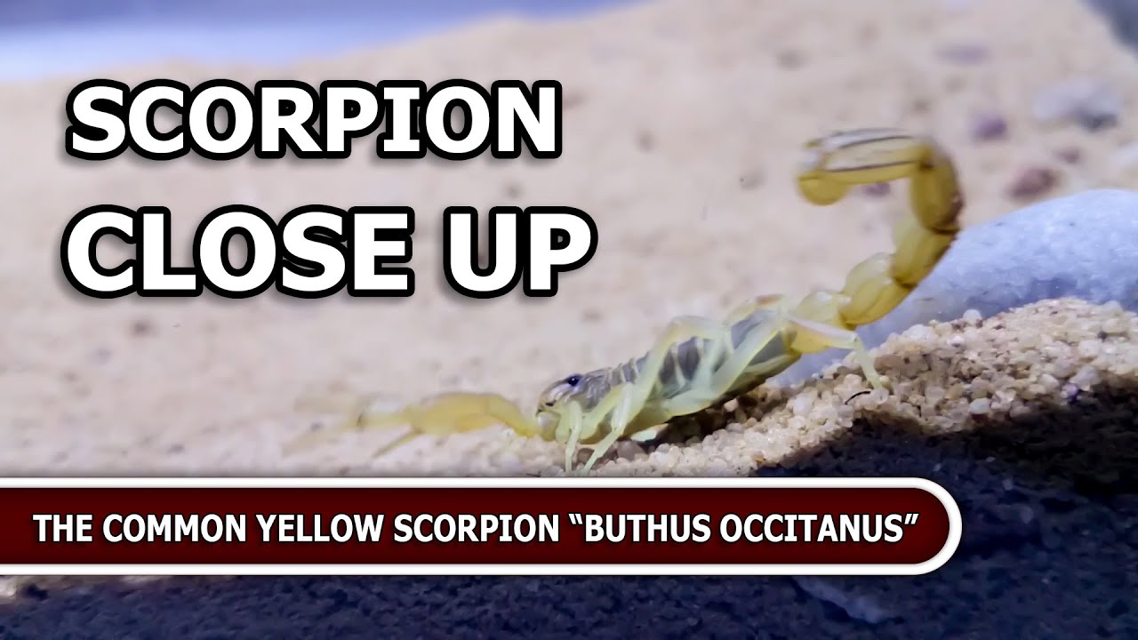Scorpion | Close up shots ft. The Common Yellow Scorpion (Buthus ...