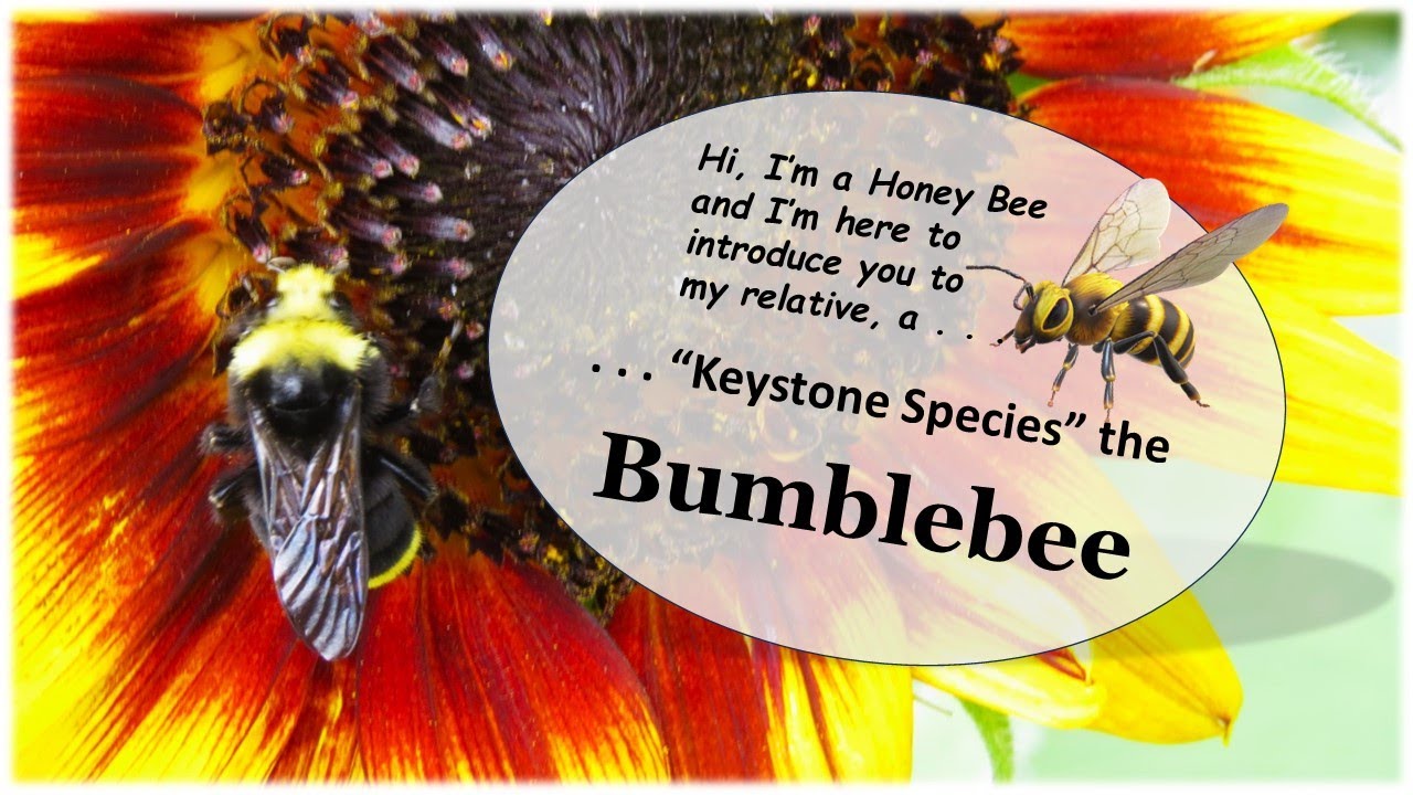 Keystone Species the Bumblebee - YouTube