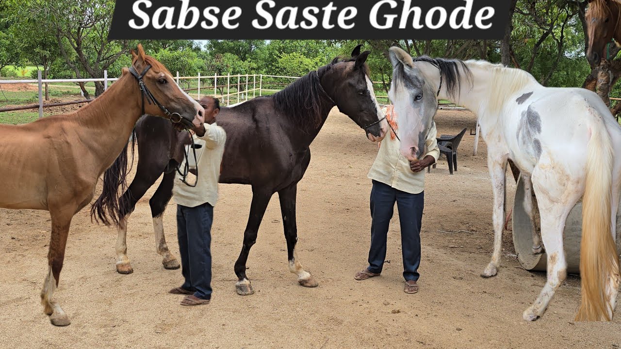 Sabse Saste Ghode available in Hyderabad Moinabad | marwadi horses ...
