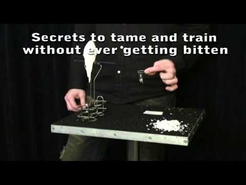 Taming Training & Tricks by Chet & Dave Womach - YouTube