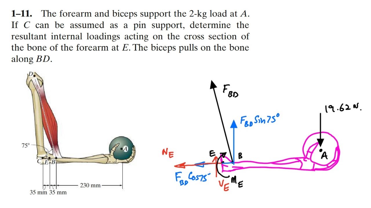 Determine the resultant internal loadings acting on the cross section ...