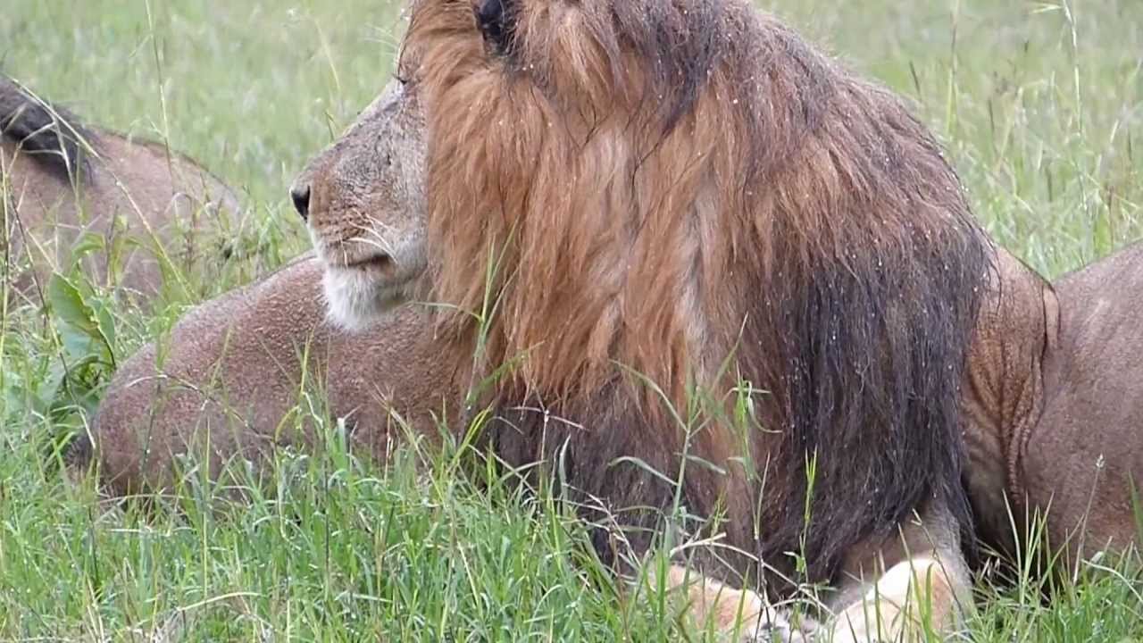 Notch Coalition of Big Male Lions under the rain - Masai Mara - Near ...