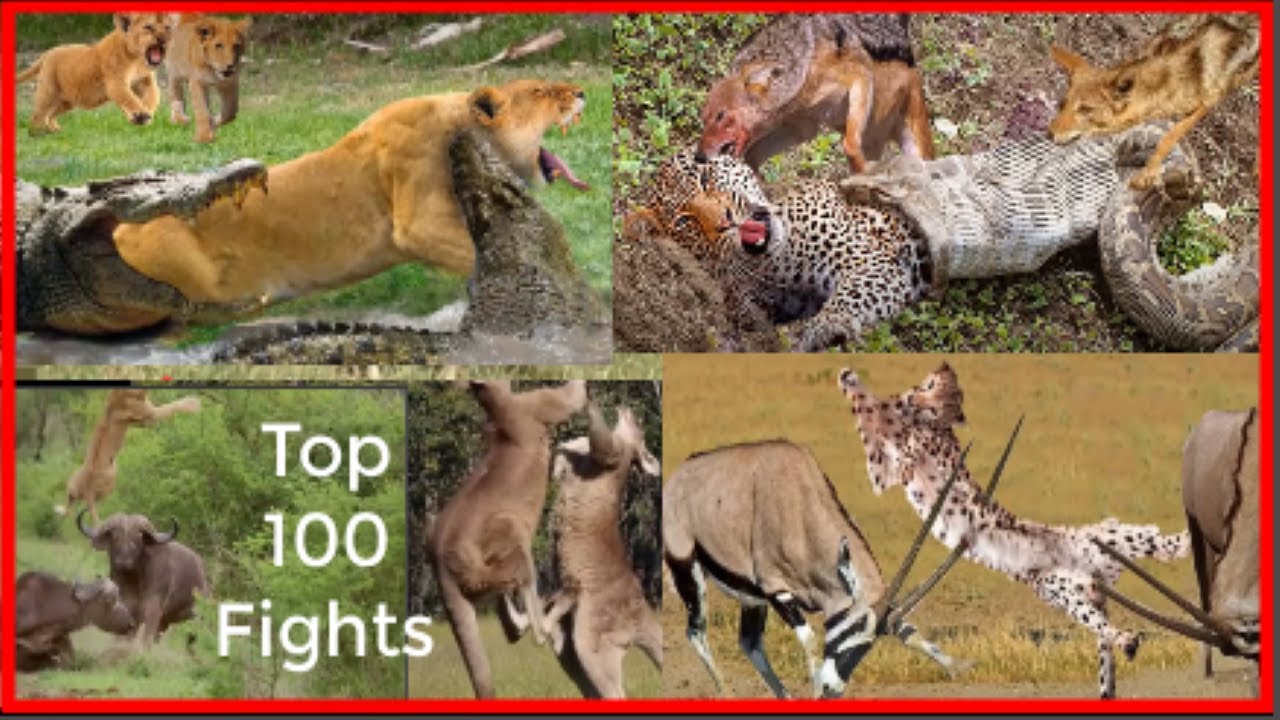 Harsh life of Wild Animals||The 100 Greatest Powerful Fights In The ...