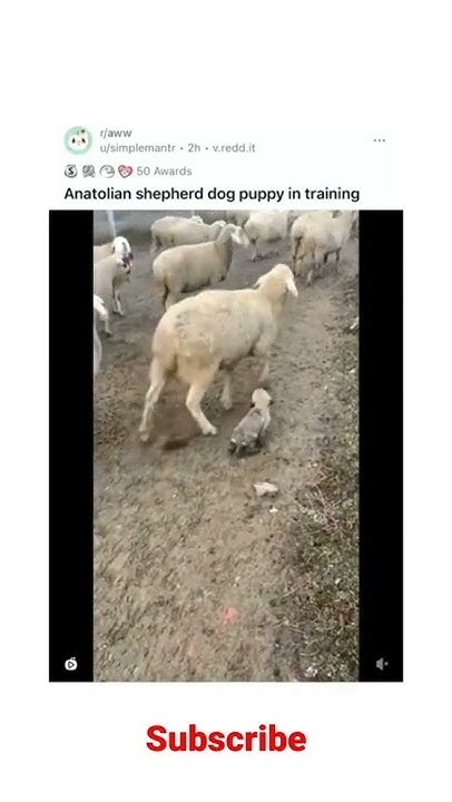 Shepard training - YouTube