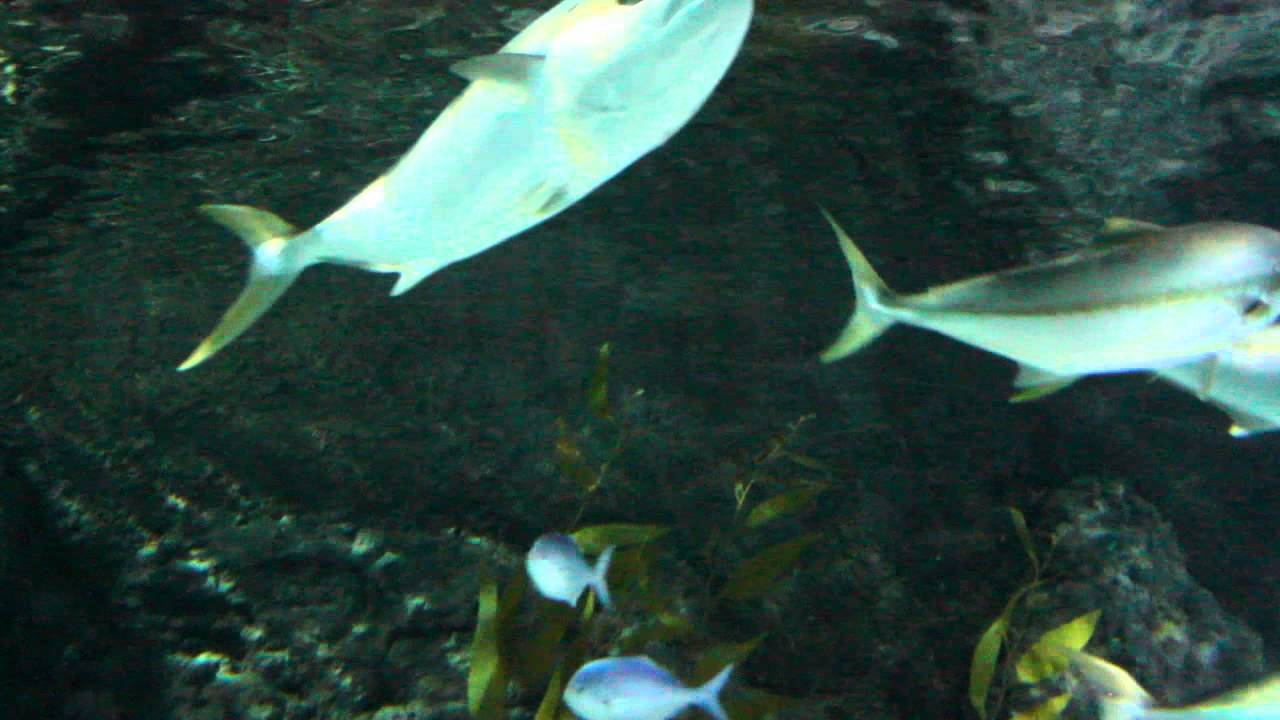 Kelly Tarlton's SEA LIFE Aquarium, Auckland [HD 720p] - YouTube
