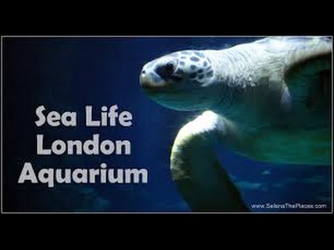 video youtube Underwater Tour: Seaworld London, Sharks Dolphins and all ...