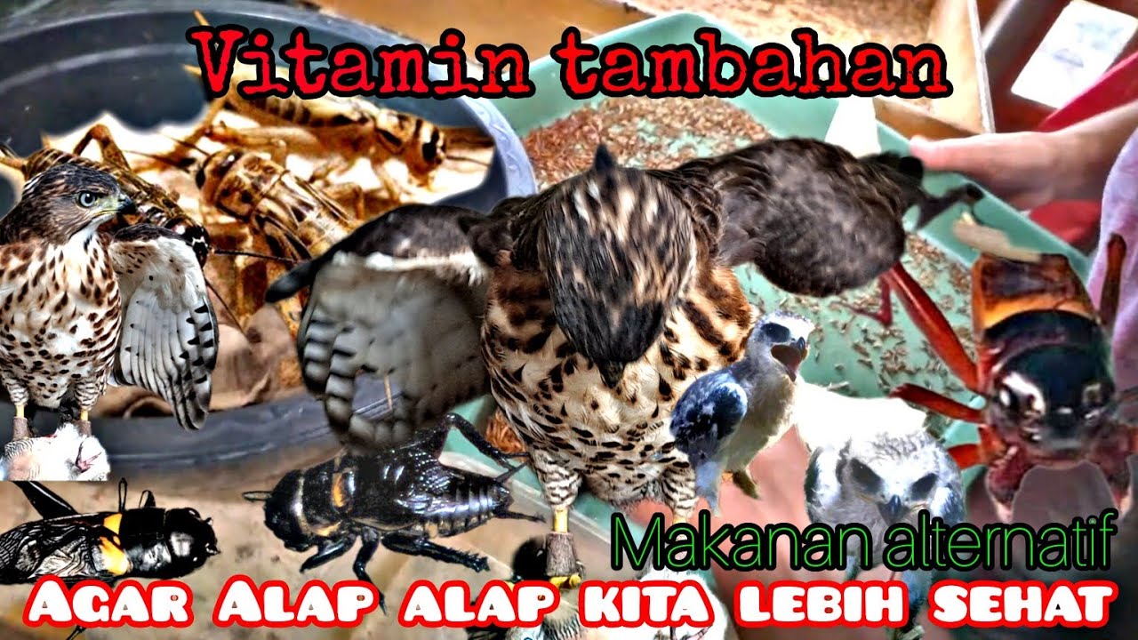Peregrine falcon dive_Serangga jangkrik, jadi vitamin tambahan Alap ...