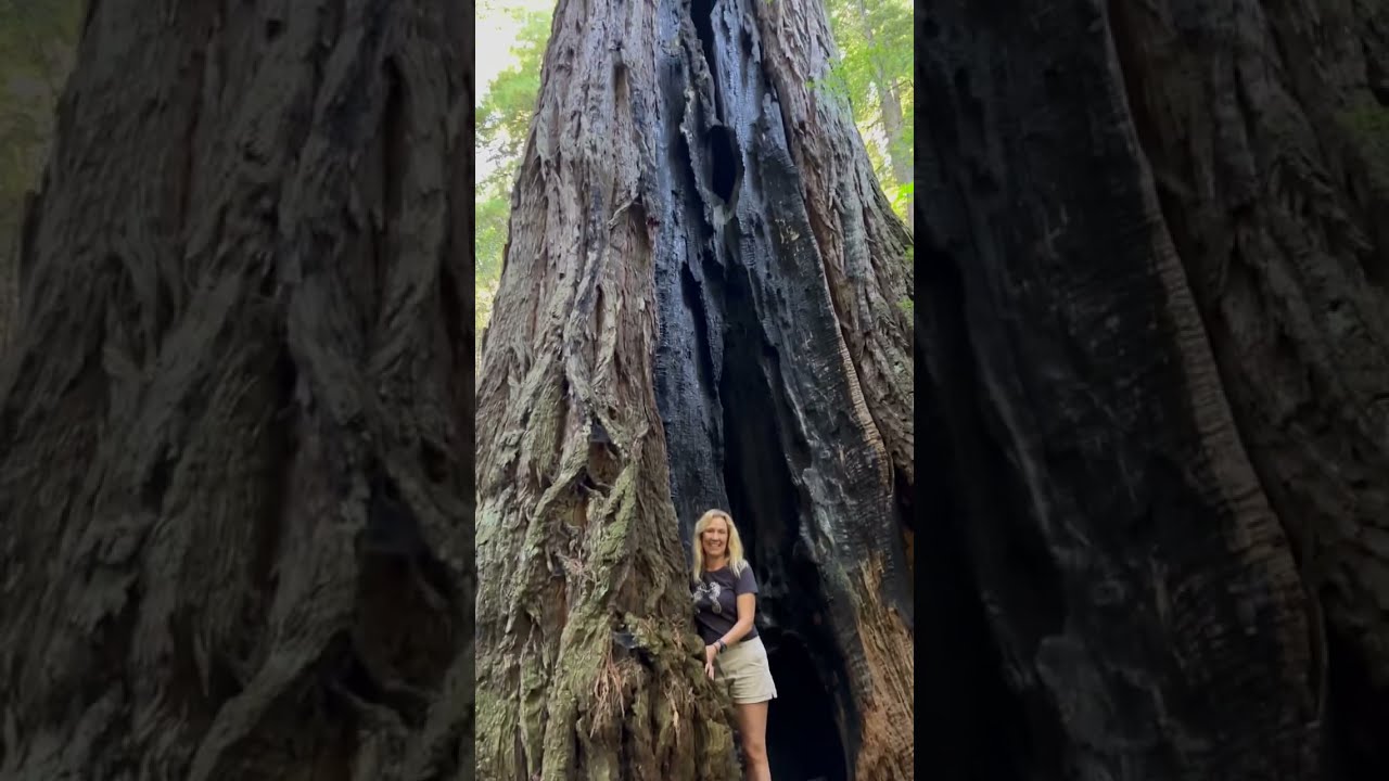 Lady Bird Johnson Grove redwood tree - YouTube