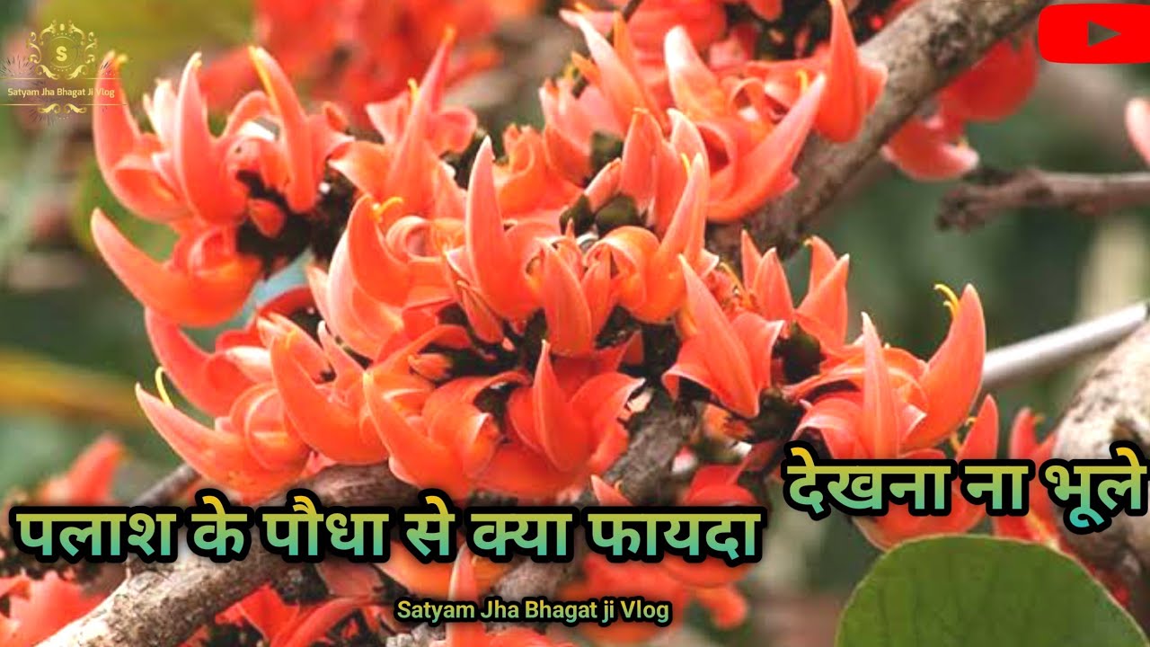 How to Prepare Palash for Medicinal Use || पलाश के पौधों से स्वास्थ्य ...