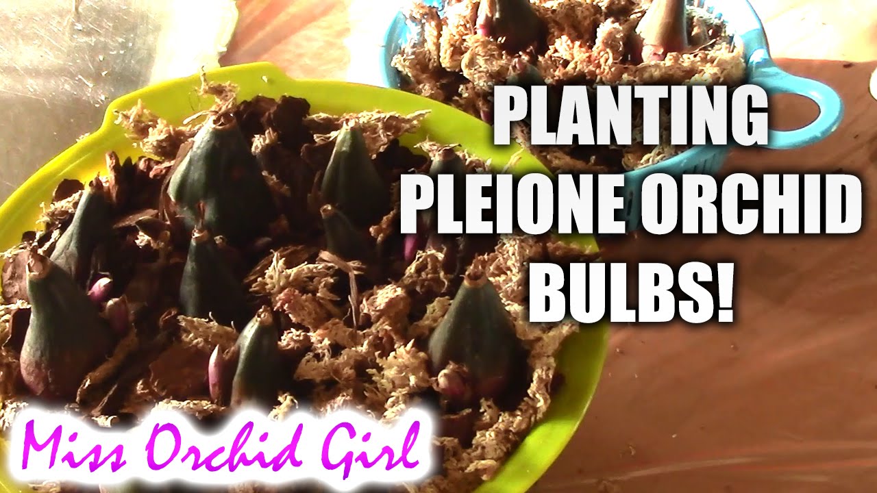 Planting Pleione orchid bulbs - YouTube