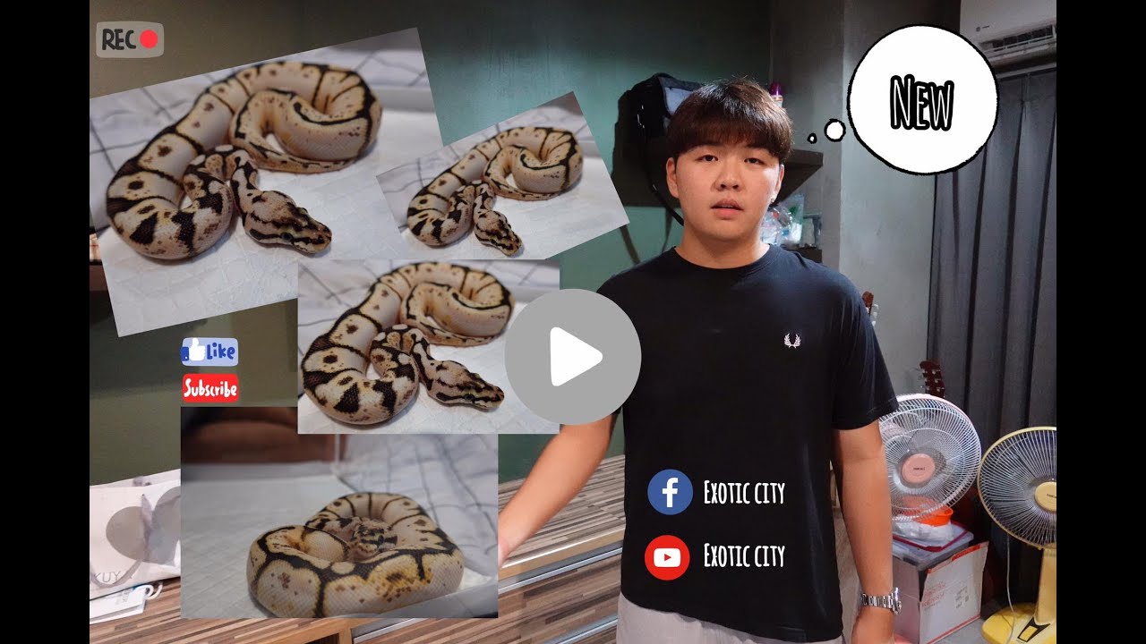 EP.4 | น้องงู Calibee Ball Python จะสวยแค่ไหนไปดูกัน - YouTube