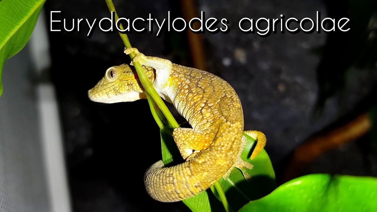 Eurydactylodes agricolae - Der Chamäleongecko und sein Terrarium - YouTube