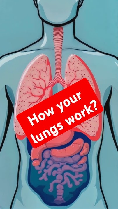How Your Lungs Work in 60 Seconds - YouTube