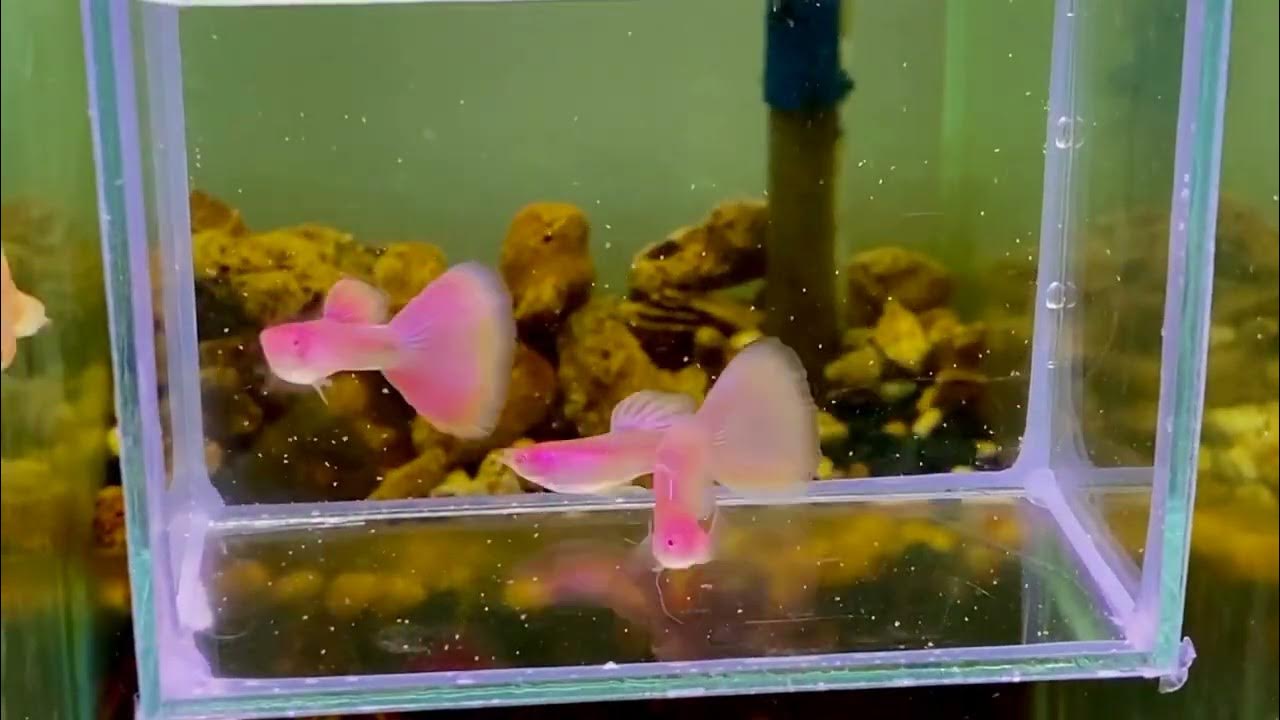 New guppy fire 🔥 pink 2023🔥💗🔥🔥💗🔥💗🔥💗by magic 🇹🇭 please contact face: komin putta - YouTube