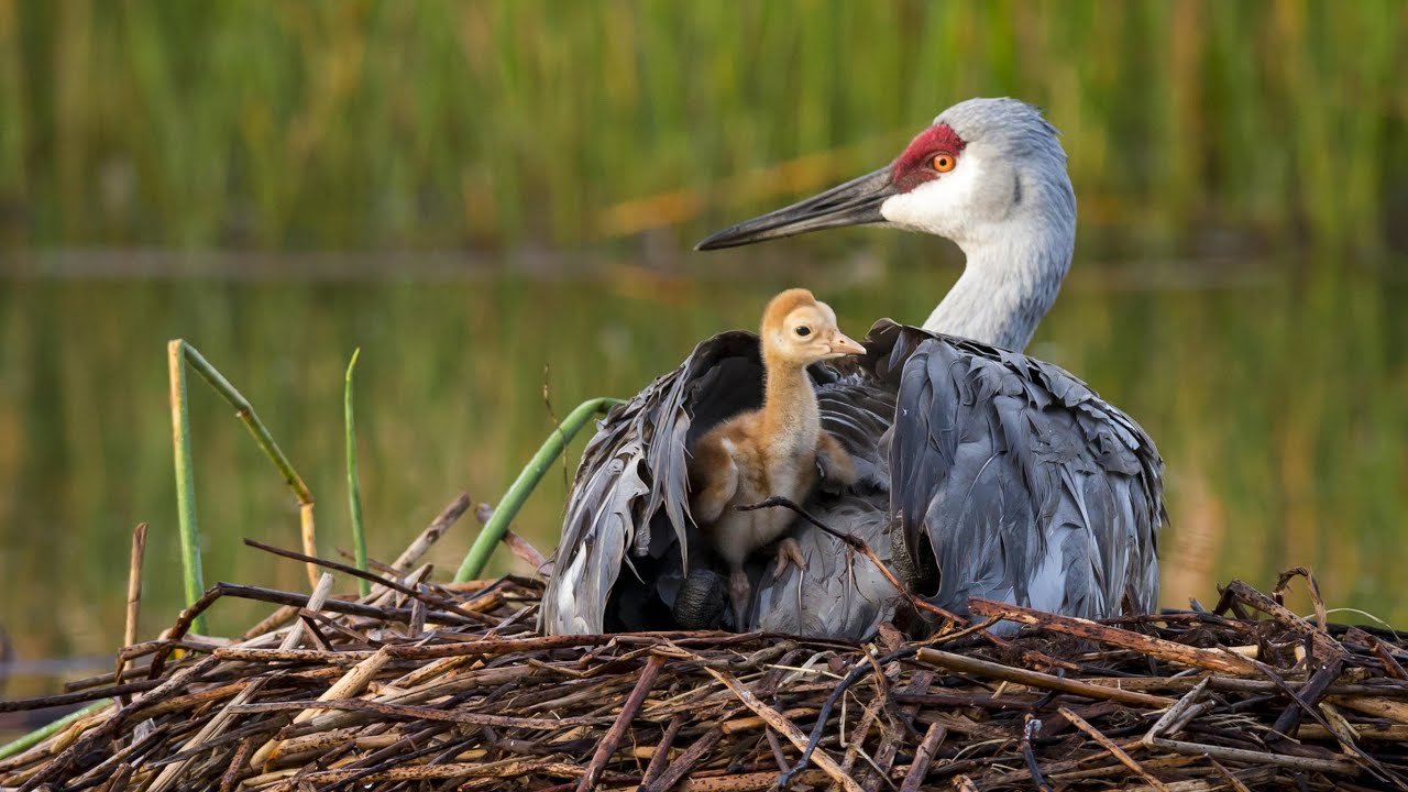 Common crane mother has just given birth to 2 babies | Common crane ...