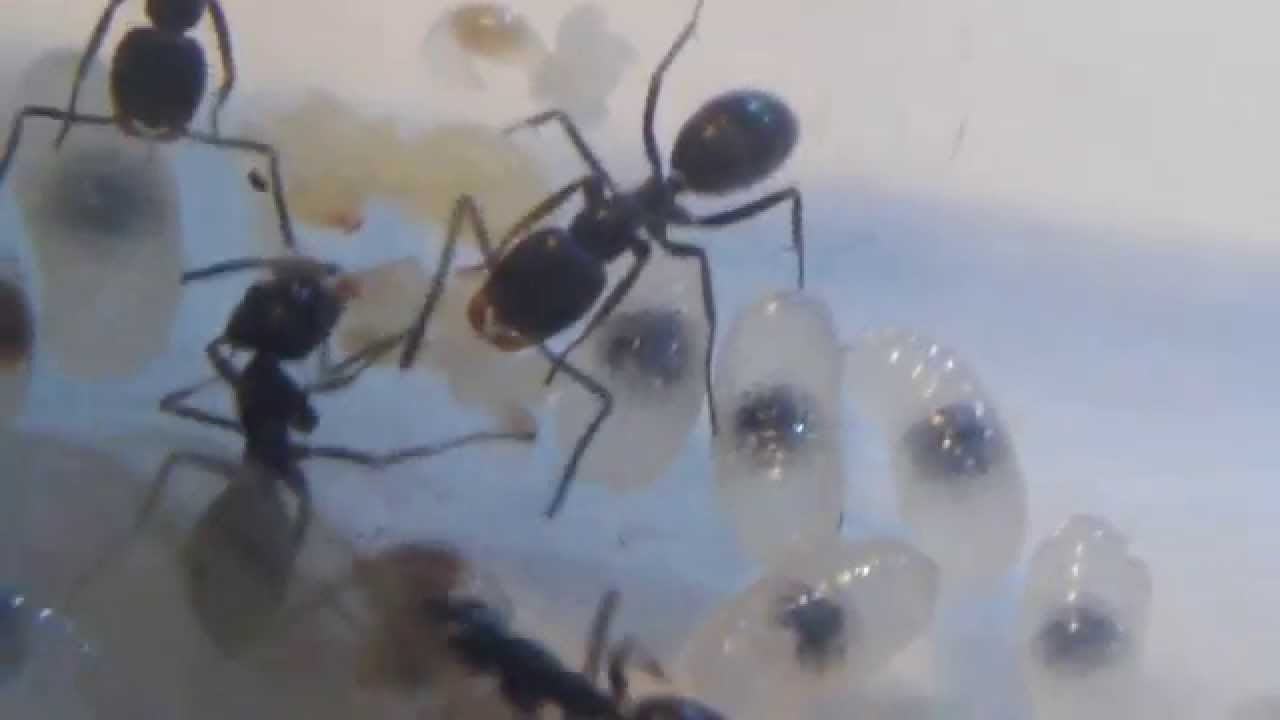 My Dorymyrmex insanus Colony 11-03-14 - YouTube