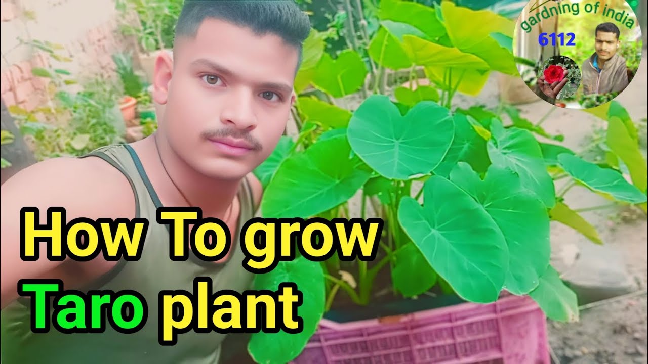How to grow Taro plants full apdet #gardning - YouTube