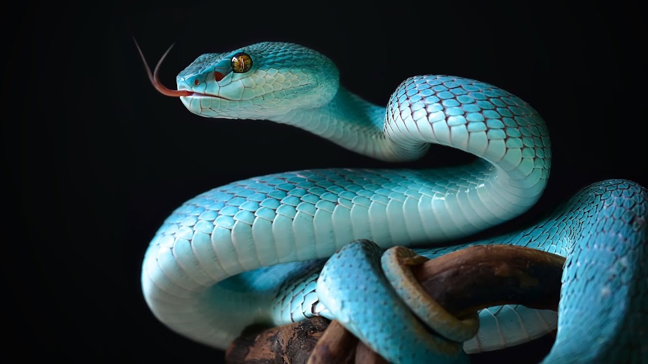 Sounds of a Snake - YouTube