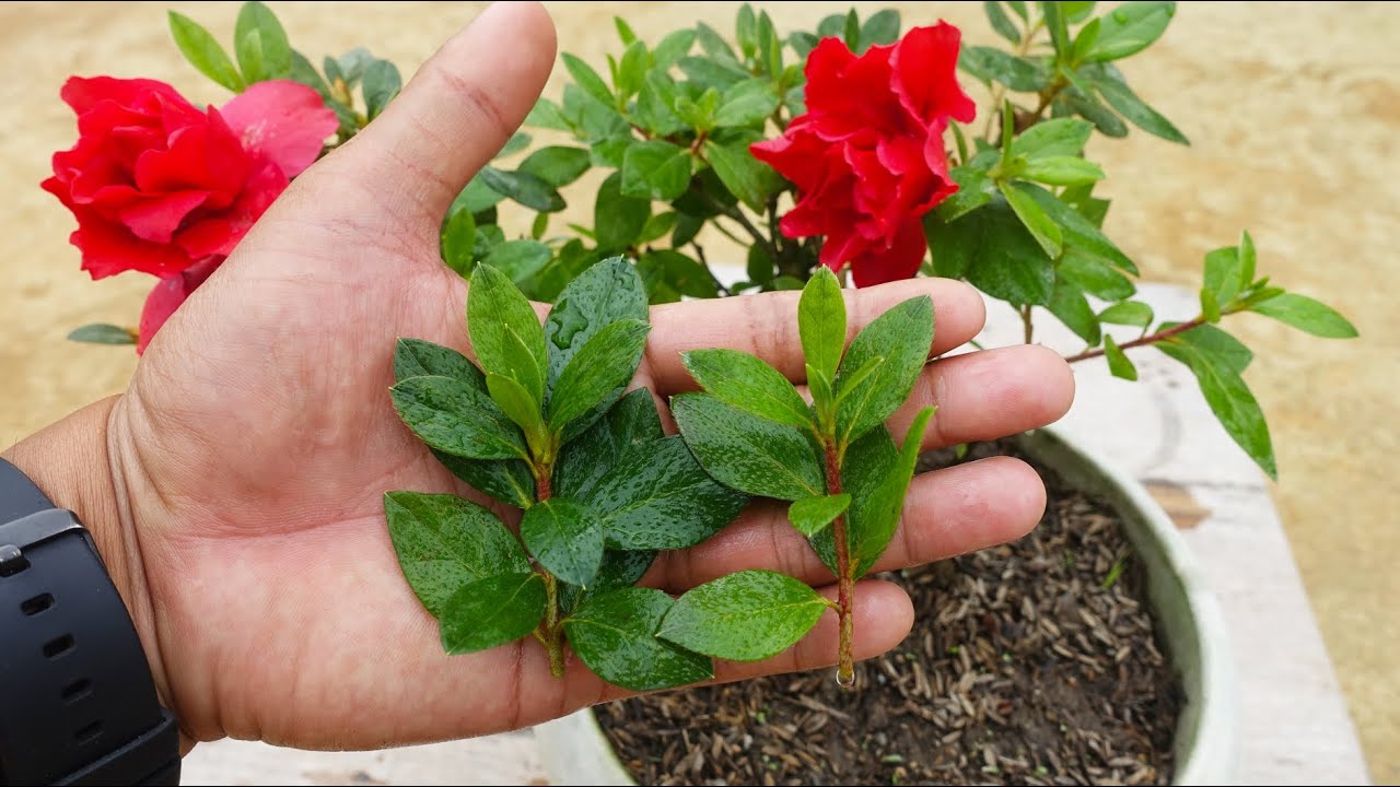 Mastering Azalea Propagation: A Step-by-Step Guide to Growing from ...