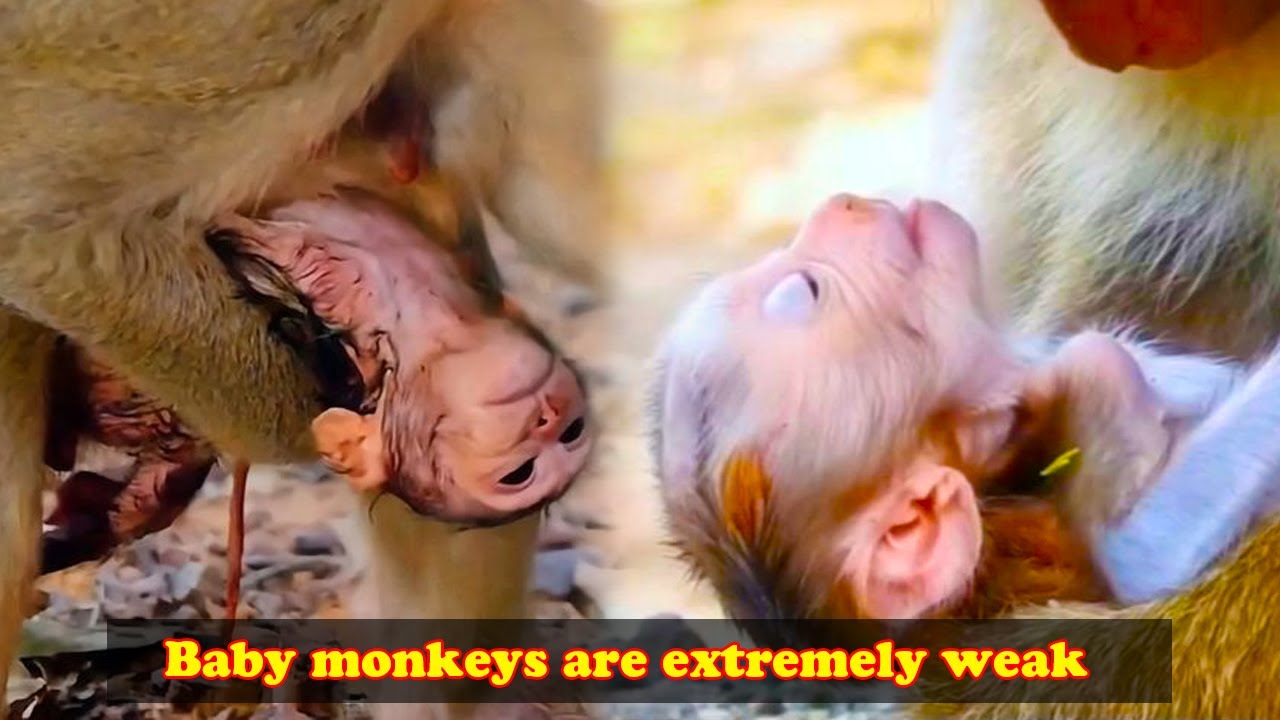 The Newborn Monkey Was Extremely Weak And Pale - YouTube