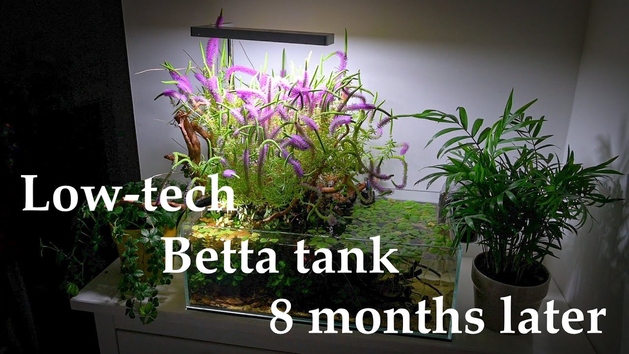 Low-tech NO FERTILISERS flowering shallow Betta tank - 8 months update ...