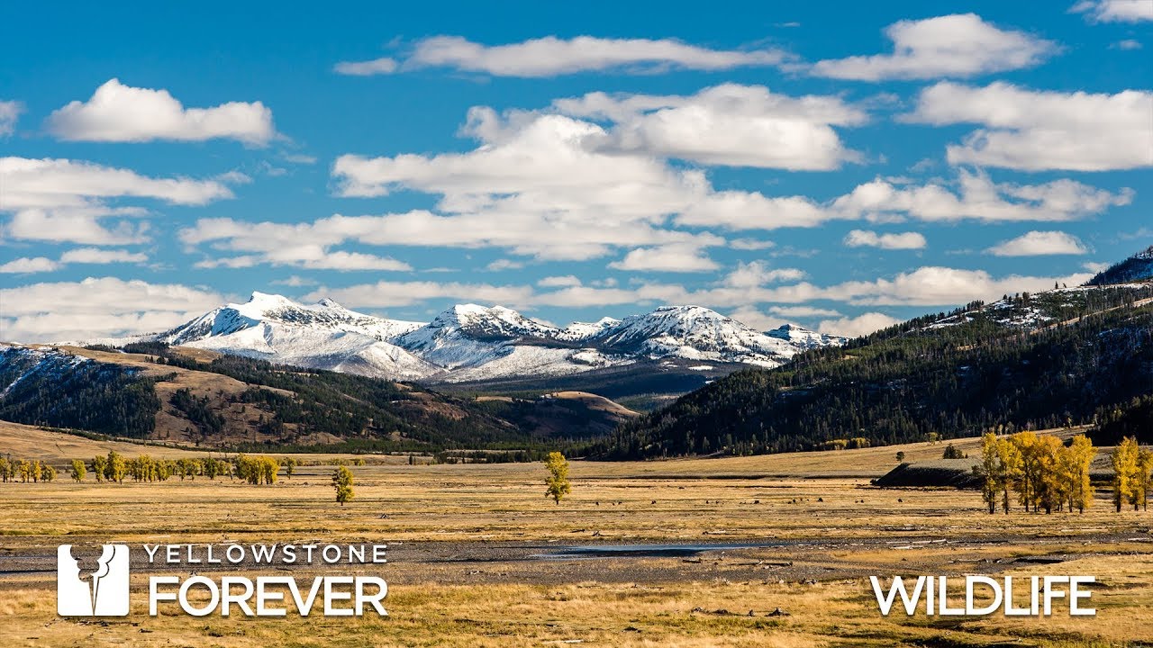 YELLOWSTONE FOREVER FILMS // WILDLIFE - YouTube
