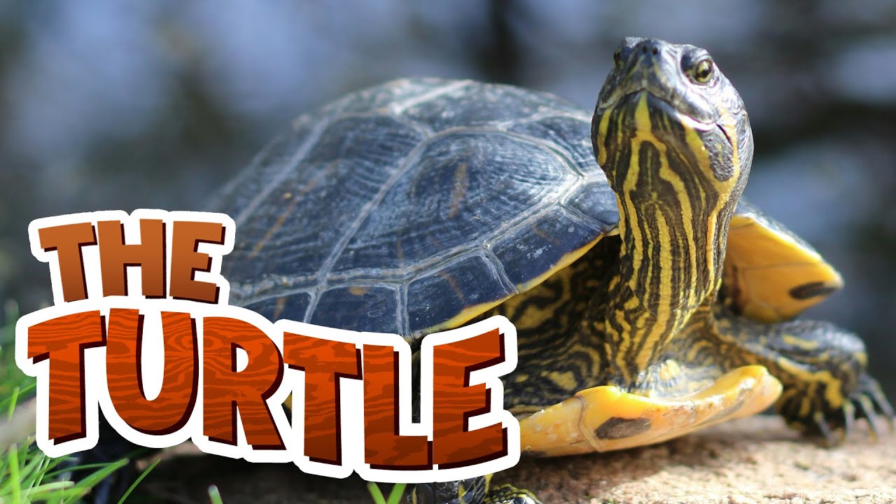 The TURTLE 🐢 | Animals of God's Great Zoo! - YouTube