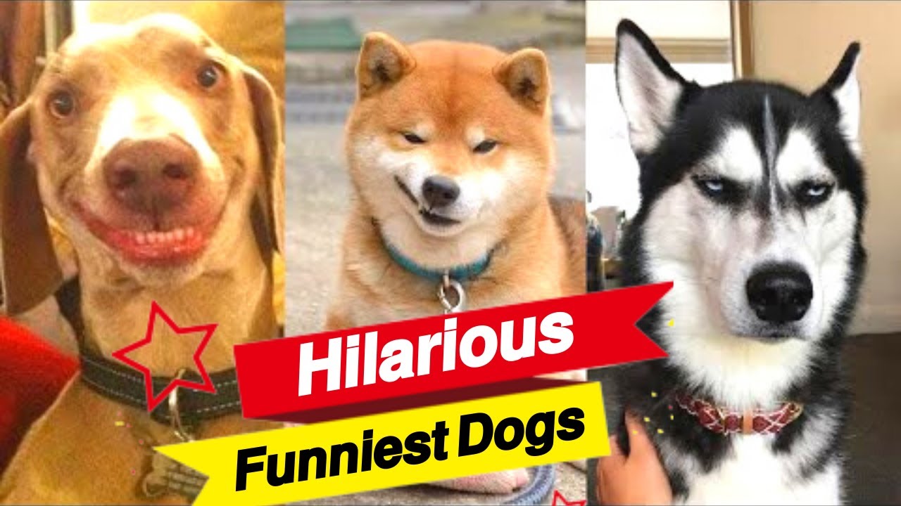 Hilarious Funniest Dogs Ever | Funniest Dogs Moments 2021 - YouTube