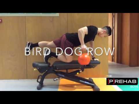 Bird Dog Row for Improved Horizontal Pulling - YouTube