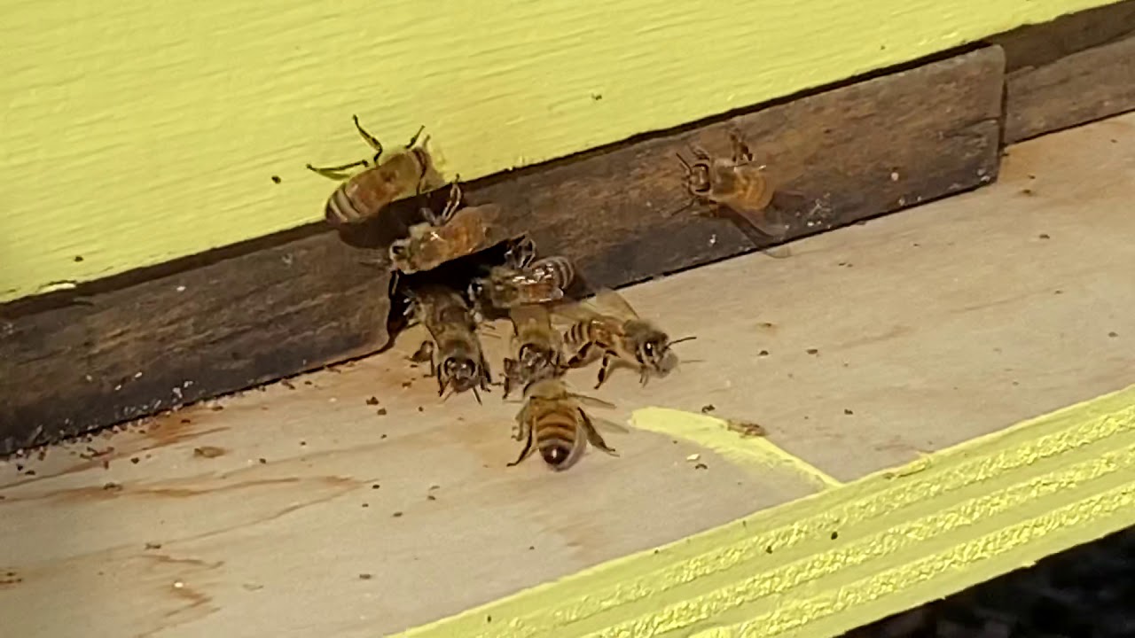 Bees bringing in pollen (willow pollen) / Alaska Beekeeping - YouTube