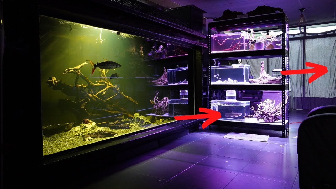 New aquarium for my baby Coelacanth in the fish room ...