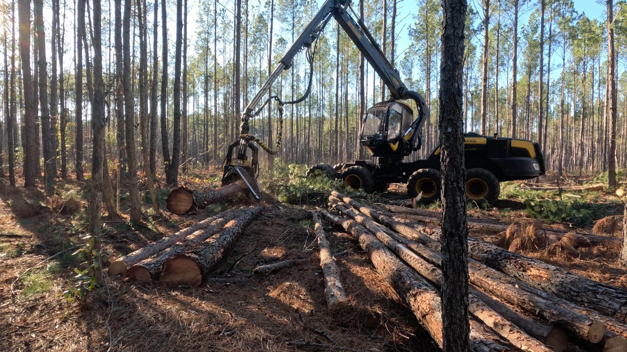 Logging:You Won't Believe What This Logging Company is Doing in Georgia ...