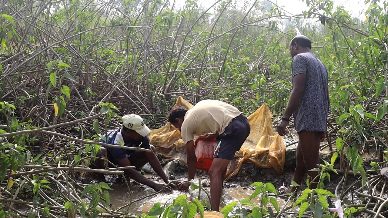 hand fishing/people catching fish by muddy water/amazing fishing/best ...
