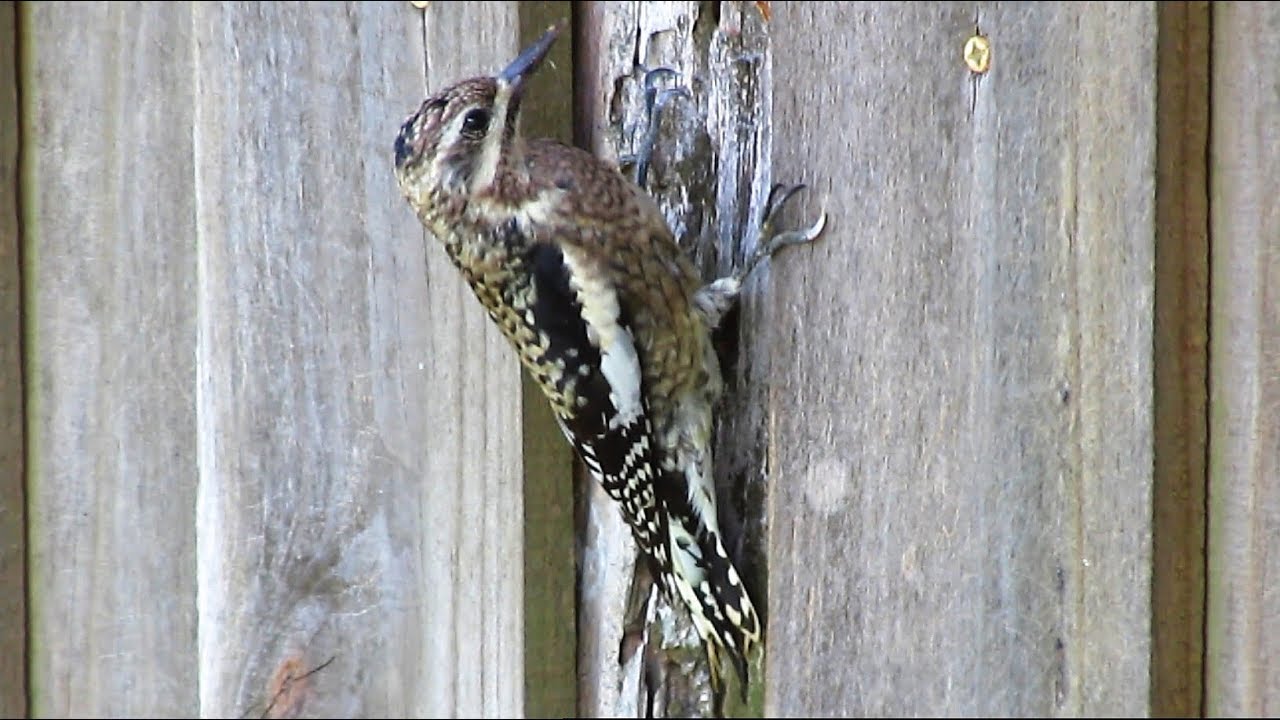 Yellow Bellied Sapsucker Baby